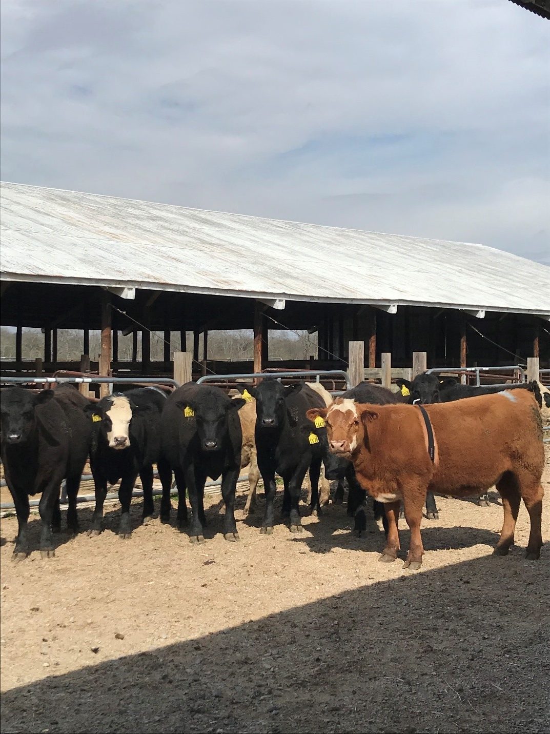 Projects | UT Precision Livestock Farming