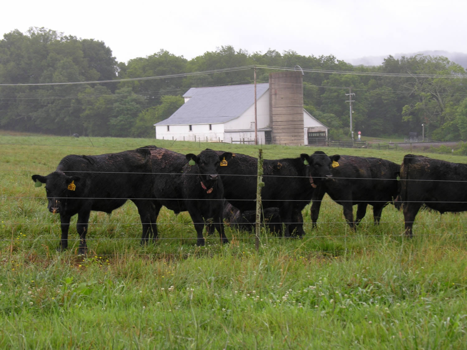 Resources | UT Precision Livestock Farming